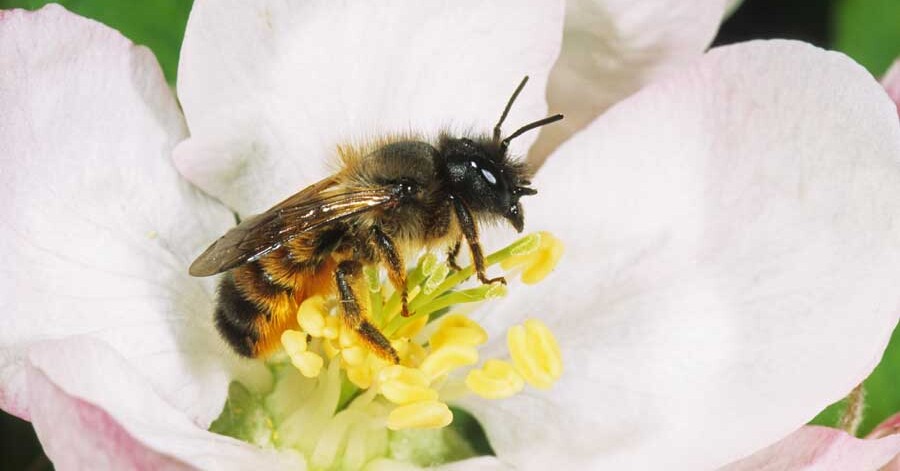 The role of vibrations in finding a mating partner in bees - Magazine